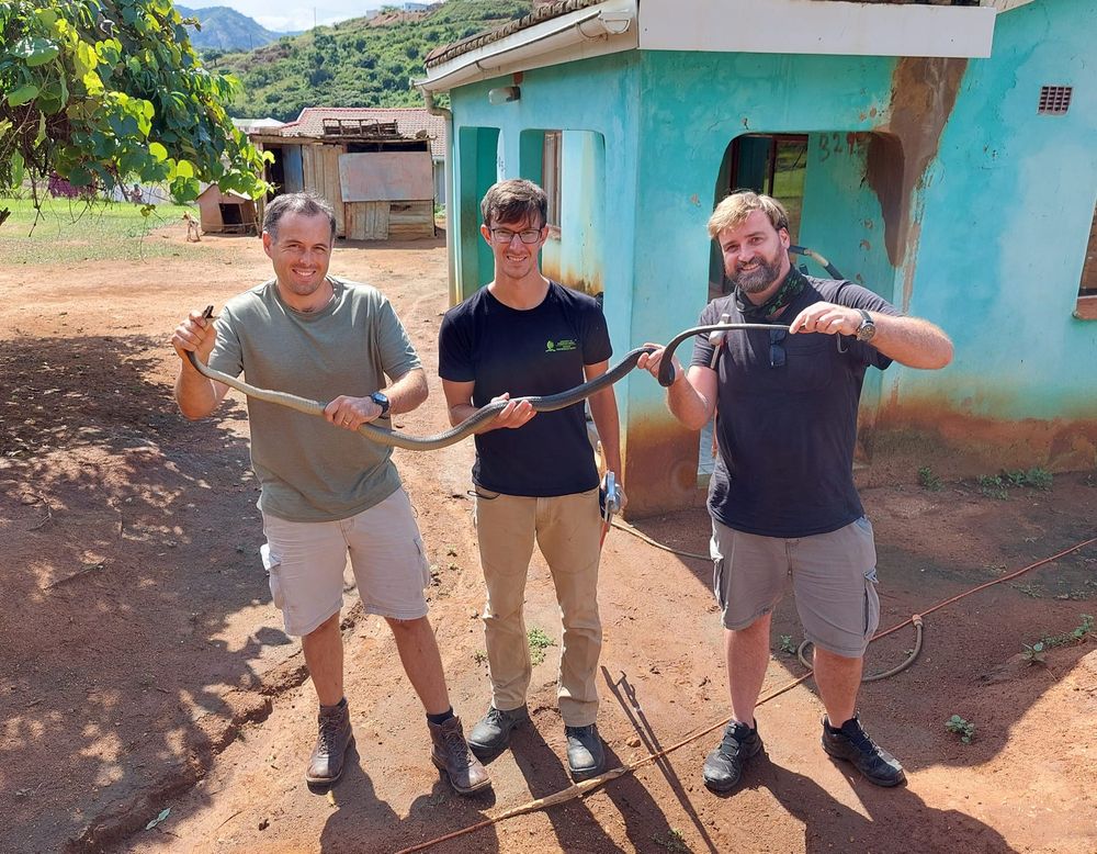 Four black mambas caught in Inanda in one week is a record high for the ...