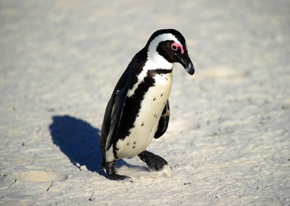 WATCH: Miss Earth SA hopefuls celebrate penguins