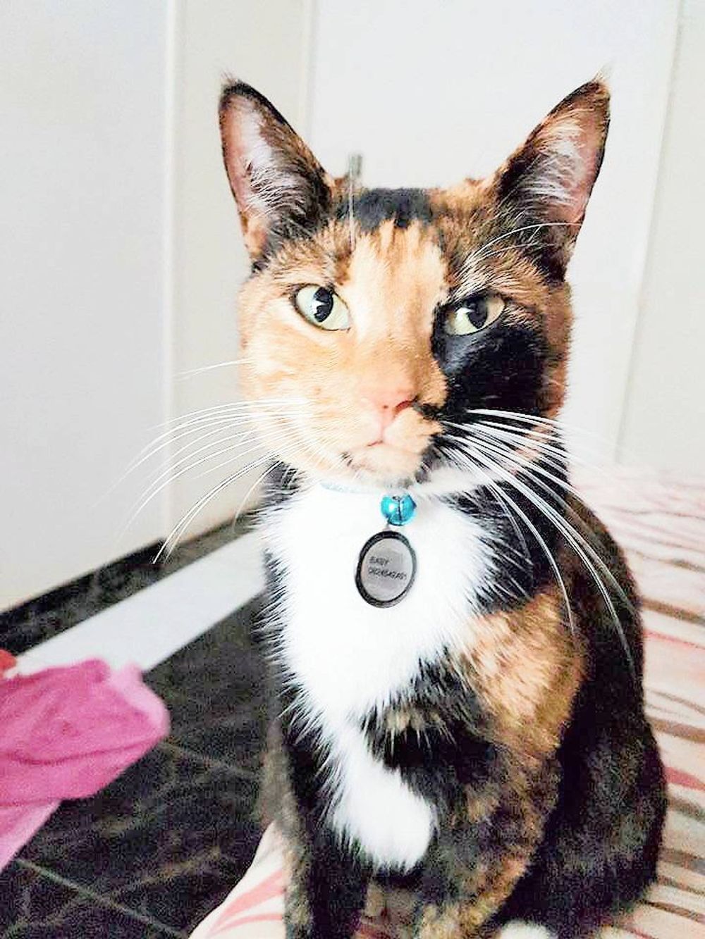 Mystery as Durban cats go missing