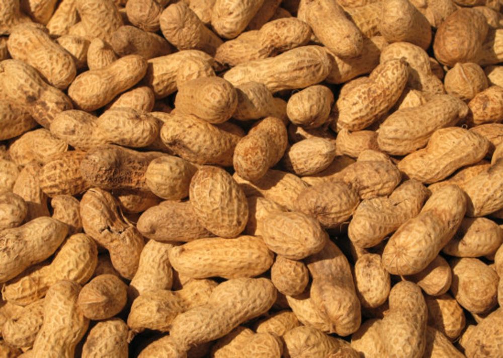 Non-allergic peanuts may be on the way