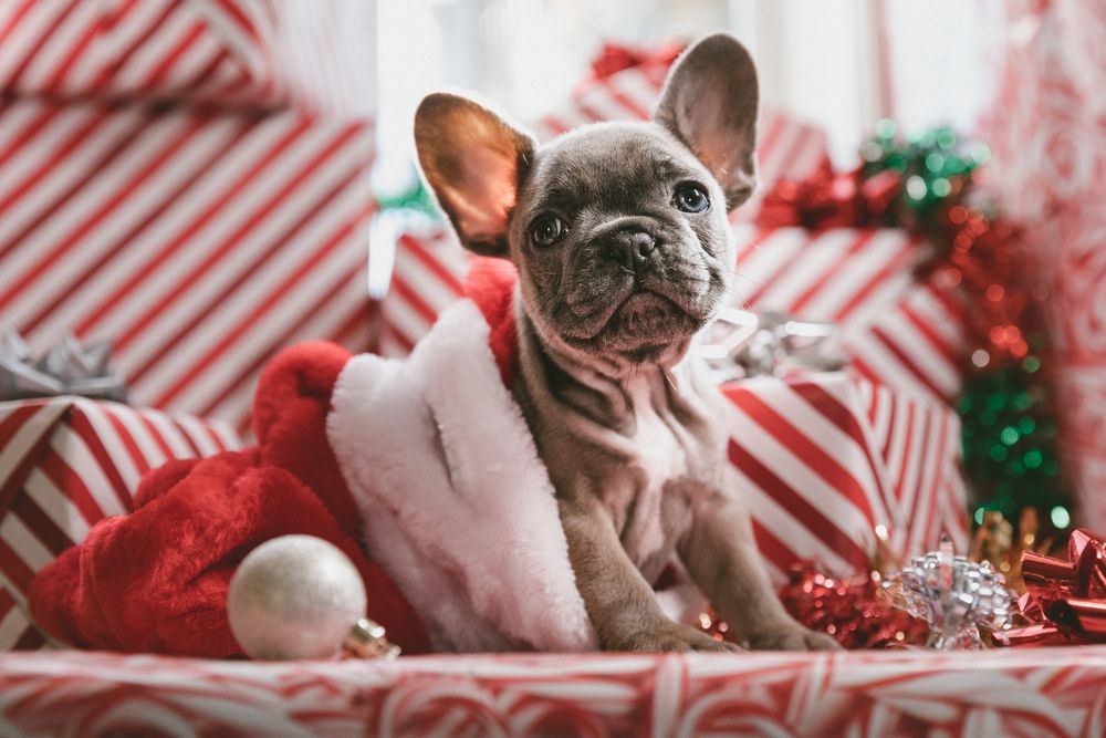 How to give your pet a pawsitively purrfect festive season a Pawsperous ...
