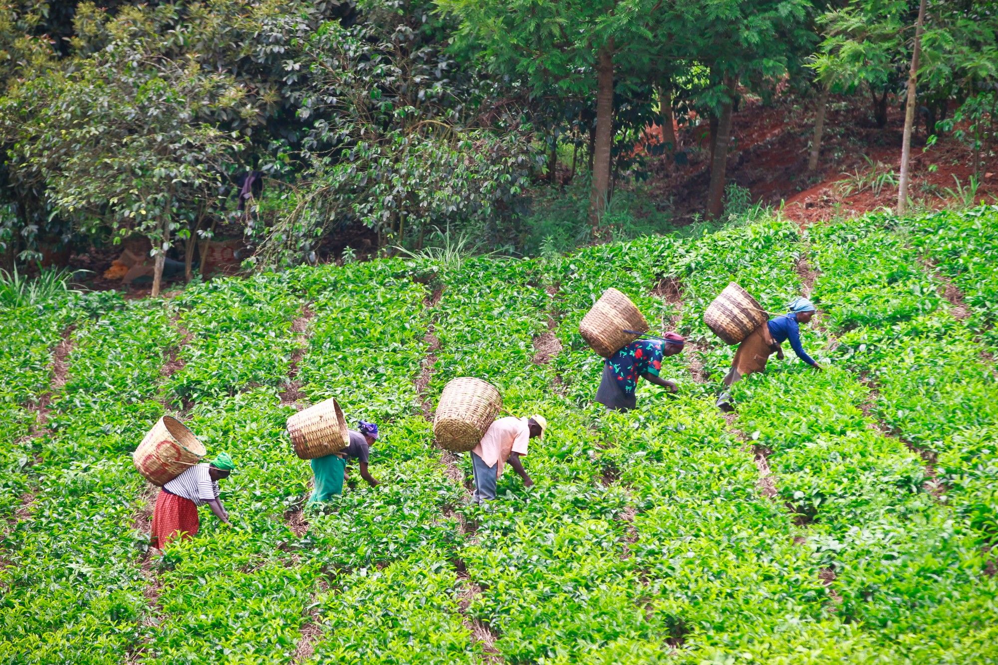 Groundbreaking farming initiative in Eastern Cape has uplifted many ...