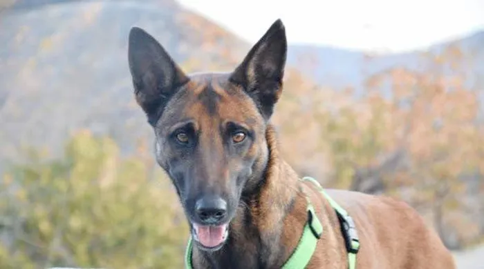 Canine crusader ensures arrest of three suspected poachers