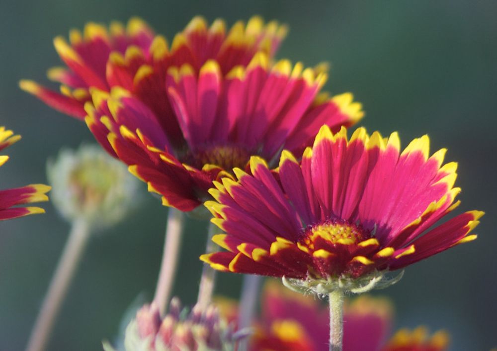 Summer gardening tips