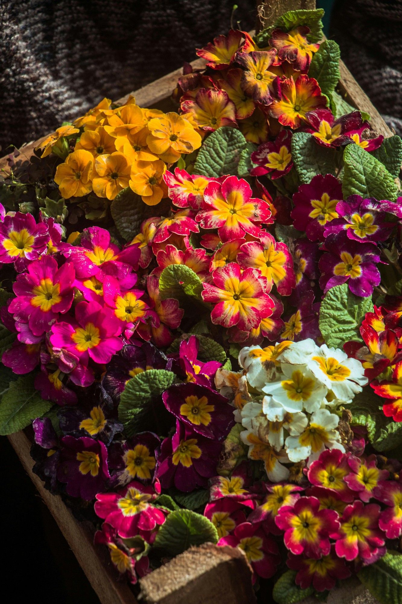 How to Grow Primroses and Primulas for Spring Flowers