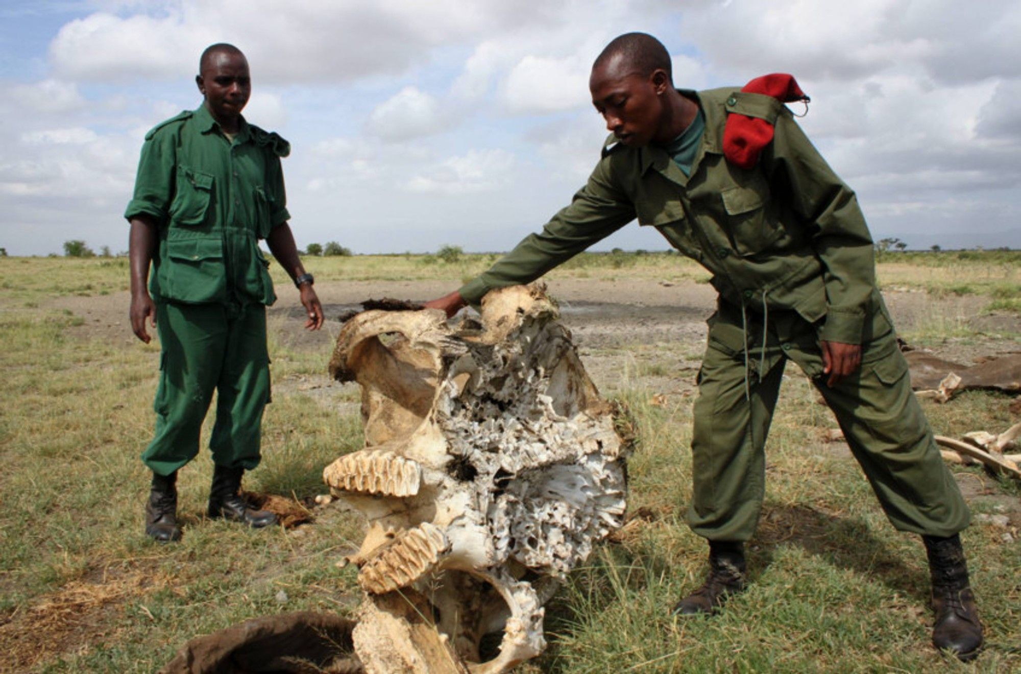 Official hand seen in elephant poaching