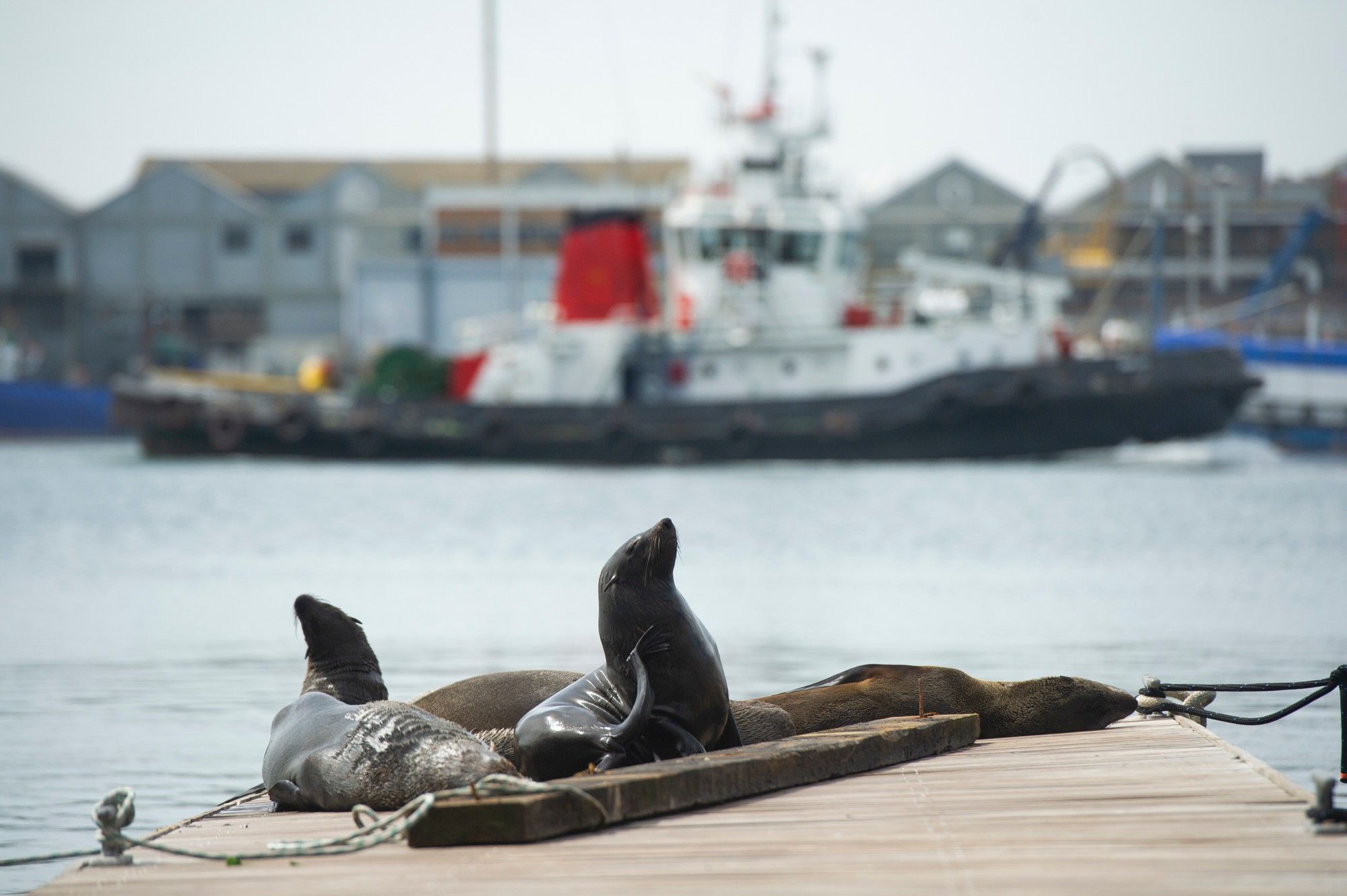 Rabies in Cape fur seals now ‘endemic’