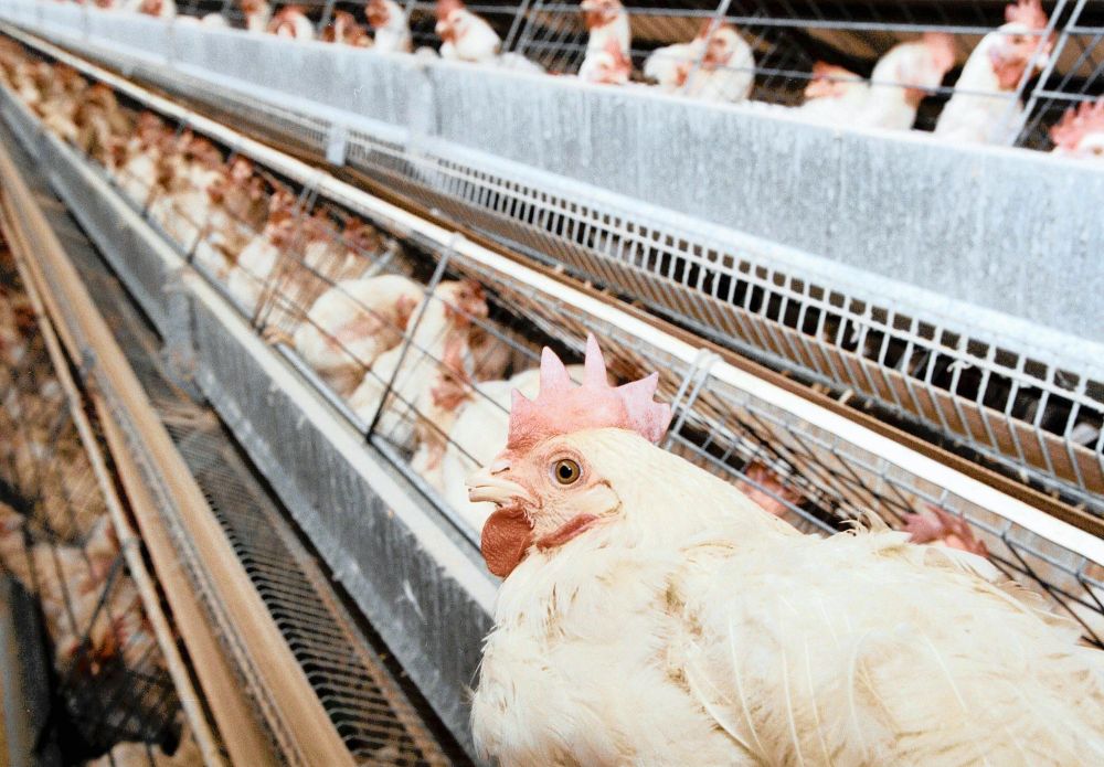Rainbow Chicken helps RCL Foods drive earnings growth