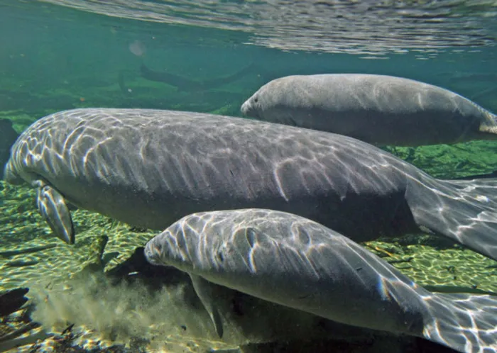 Red tide blamed for mass manatee deaths
