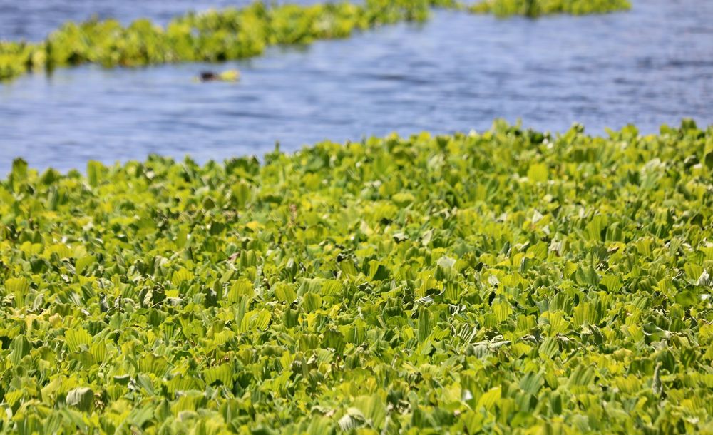 Public outcry prompts Environmental Department to reconsider chemical ...