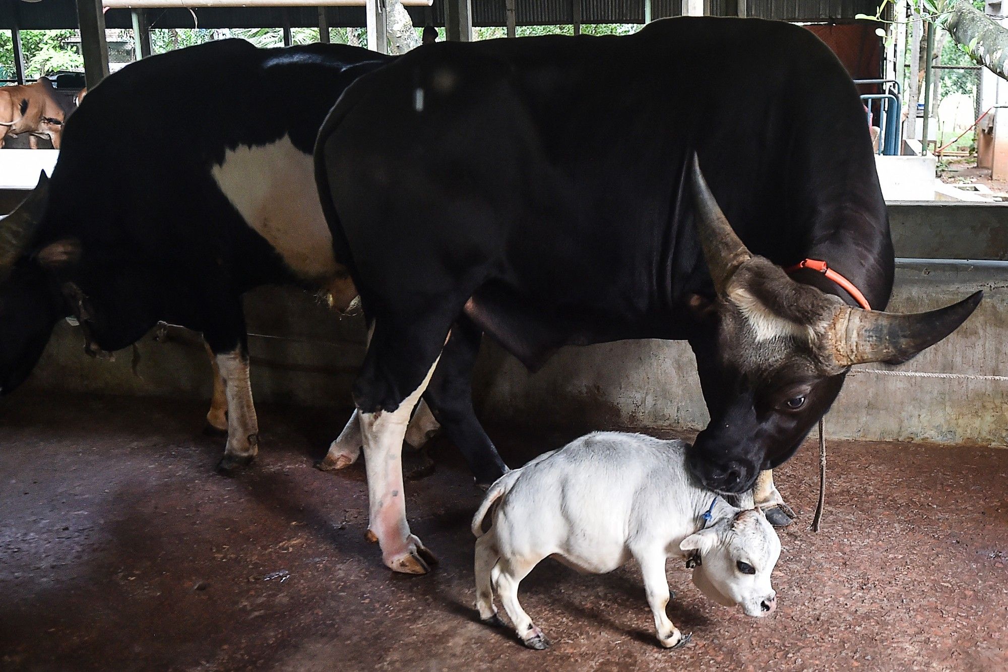WATCH: World's shortest cow gets posthumous recognition
