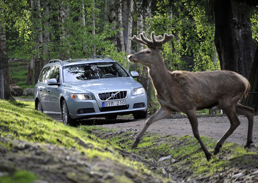 One day, Volvos will brake for moose