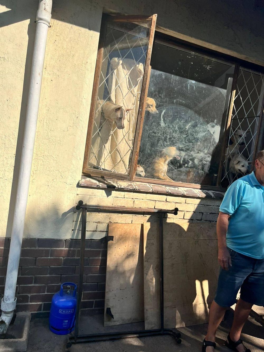 'Those dogs are my children' - Rescuer defends keeping 68 dogs at ...