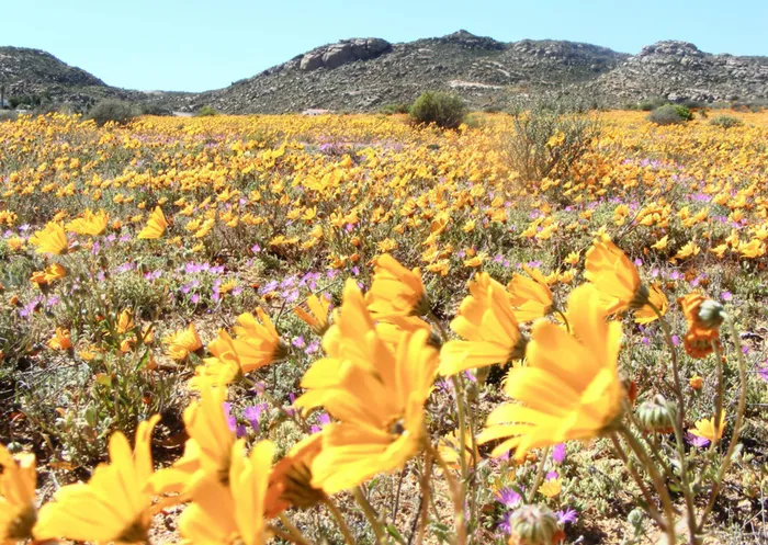 Nature’s flower show