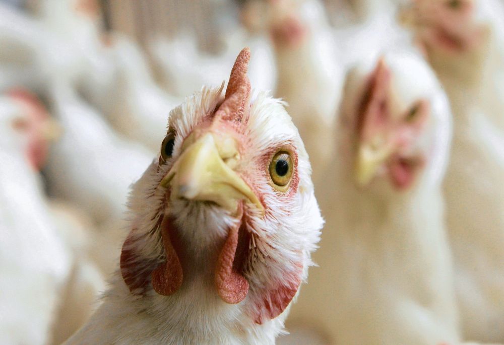Poultry's Avian Flu may mutate to humans as government dithers on ...