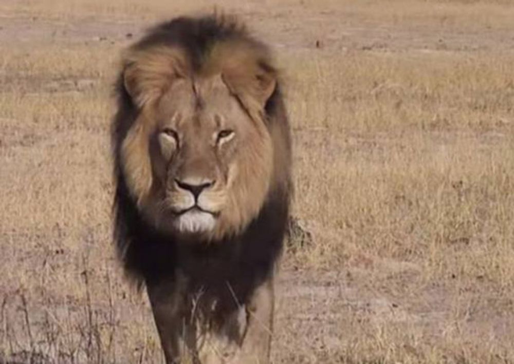 Famous lion killed by hunter