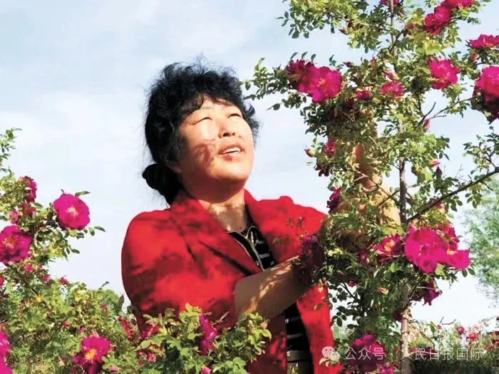A 26-year green promise: cross-ocean friendship blooms in Maowusu sandy ...
