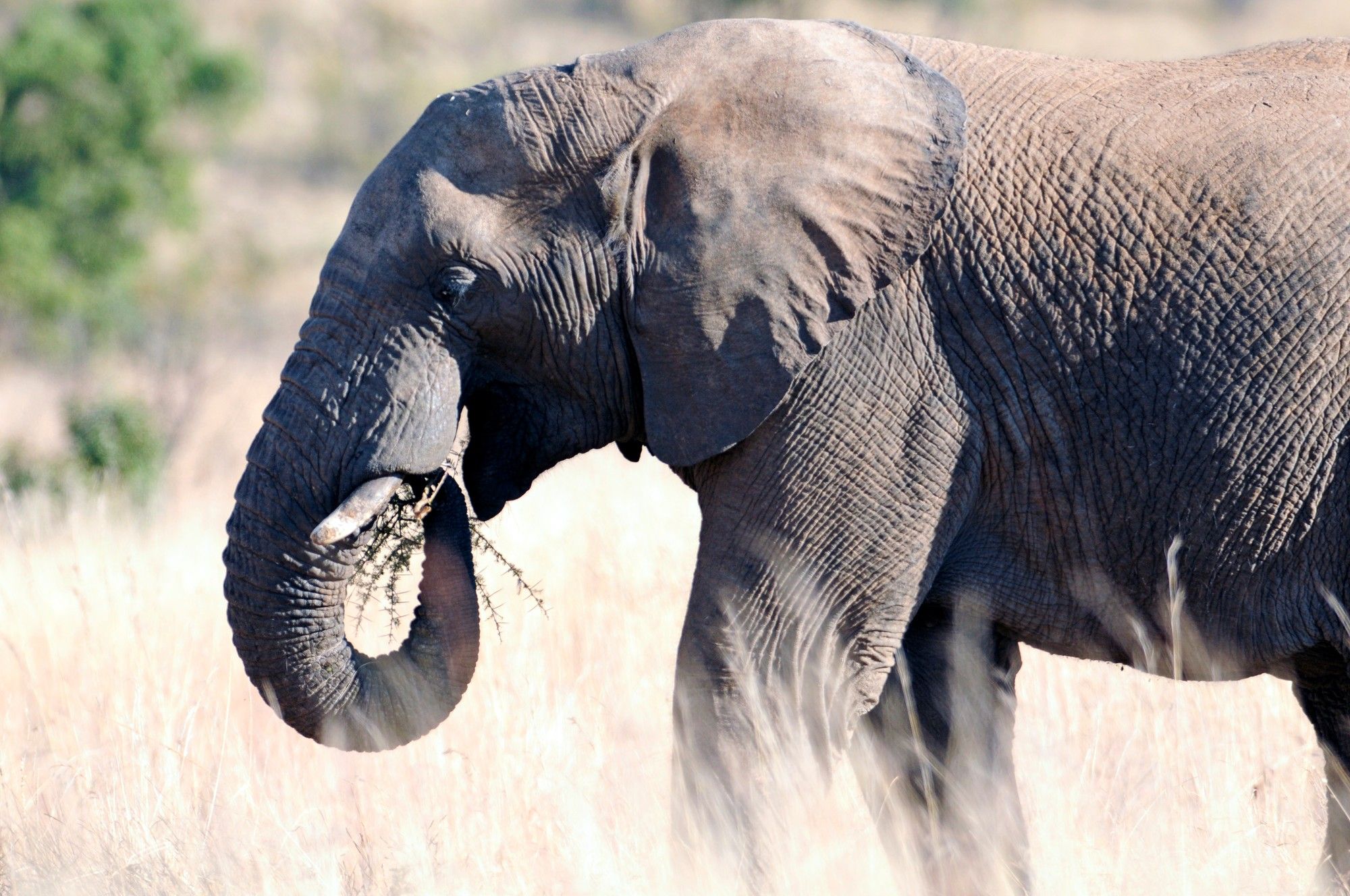 African elephant populations stabilising in southern homelands - study
