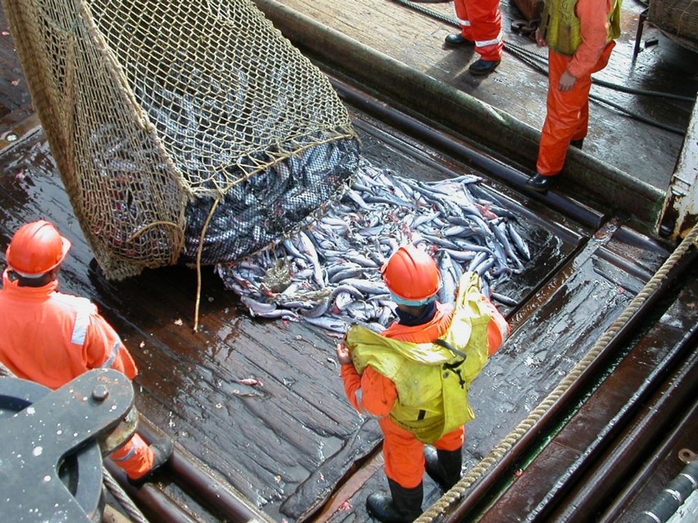 Bottom trawling decimating ocean life says report