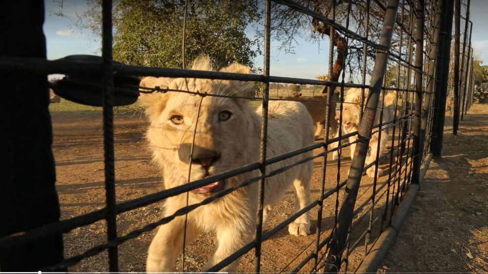 Shocking new footage reveals horrific conditions lions and tigers are ...