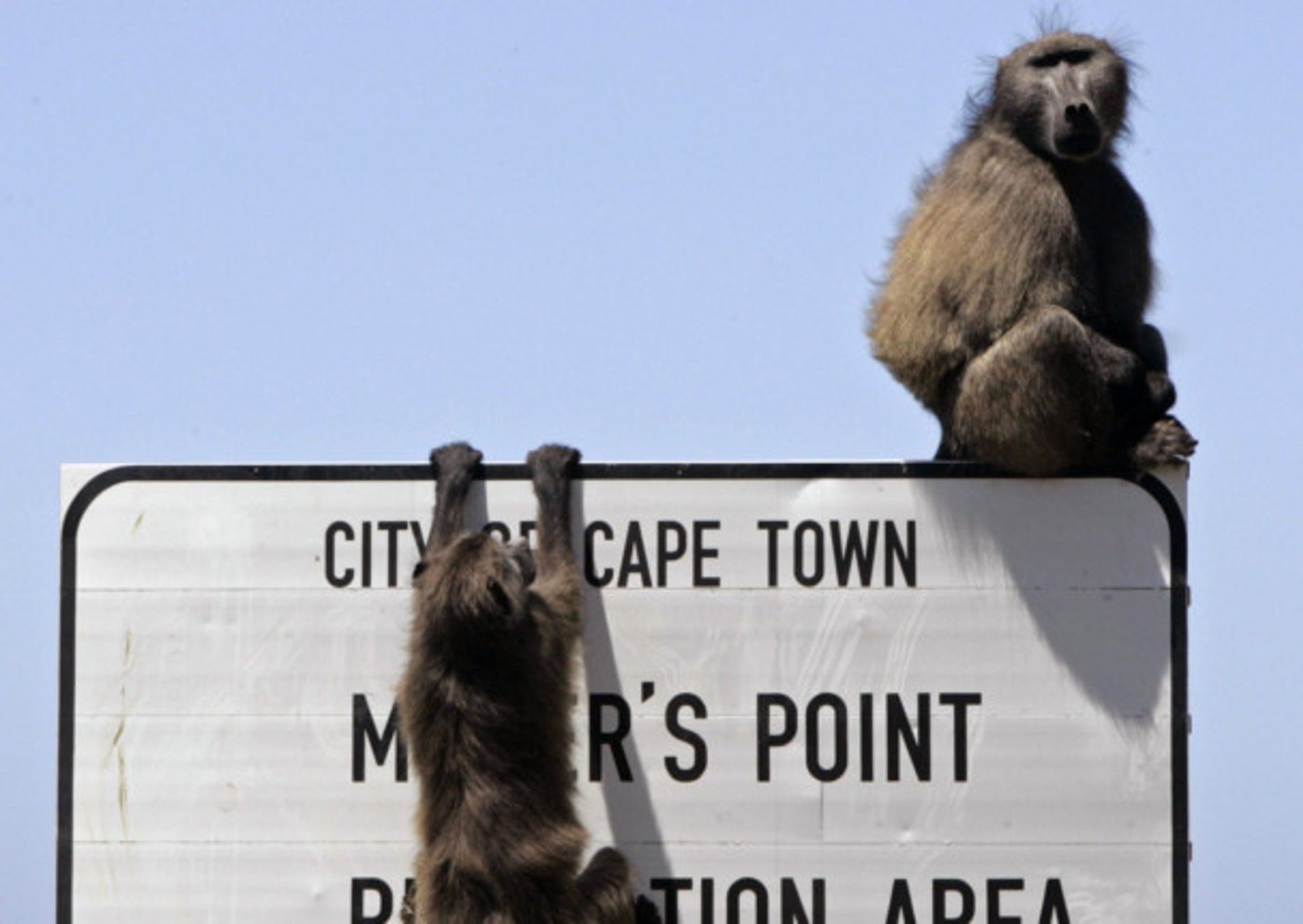 Baboon programme deal renewed