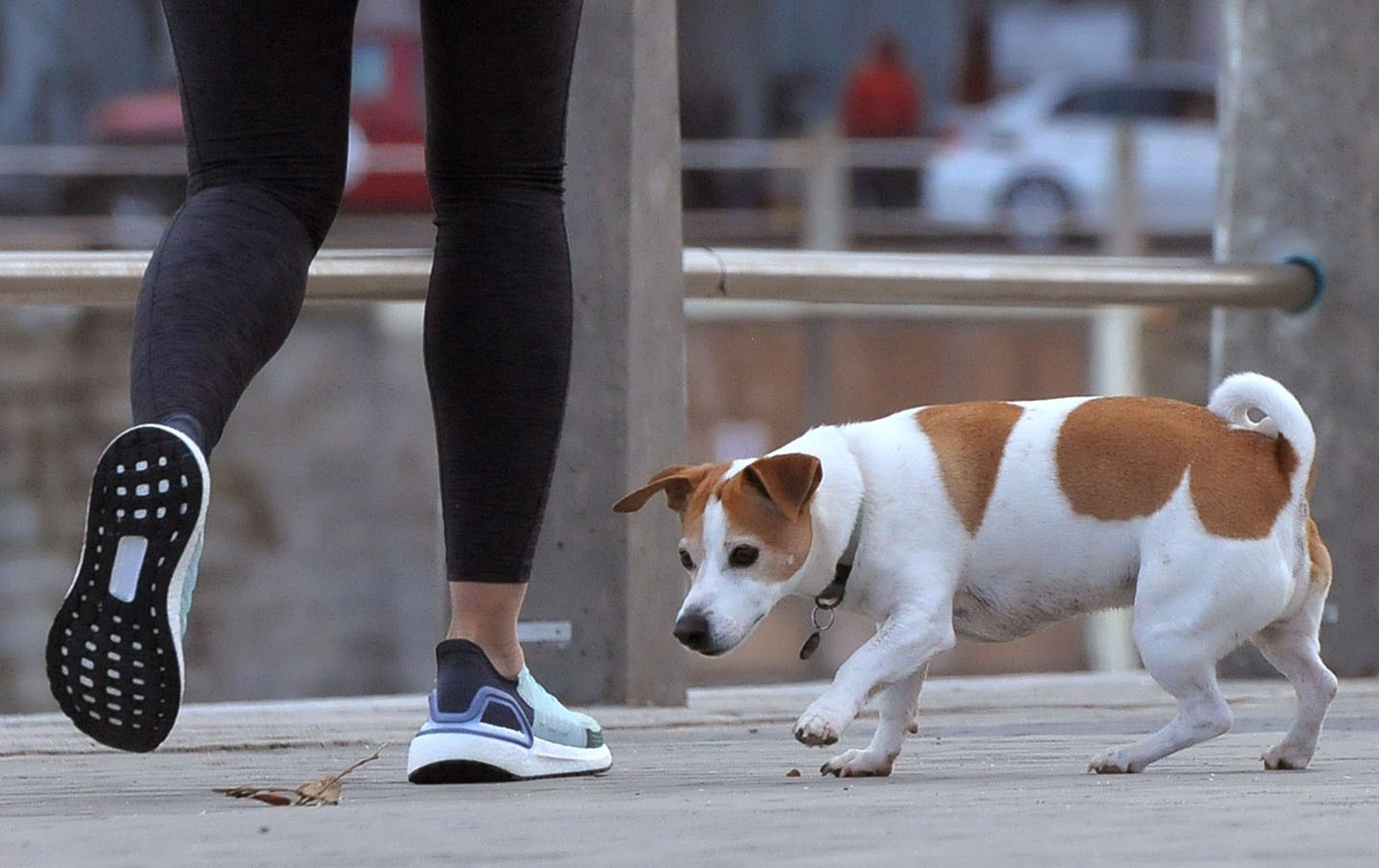 Here’s what you need to know about the amended City of Cape Town Animal ...