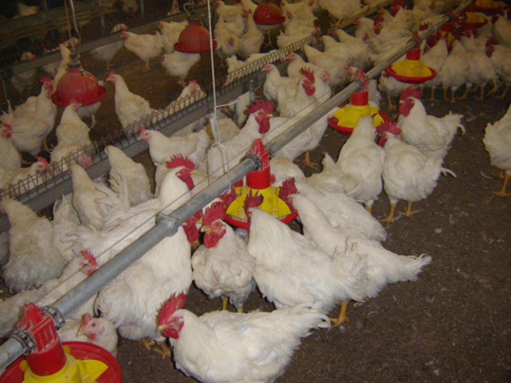 Dropped tariffs clip chicken producers’ wings