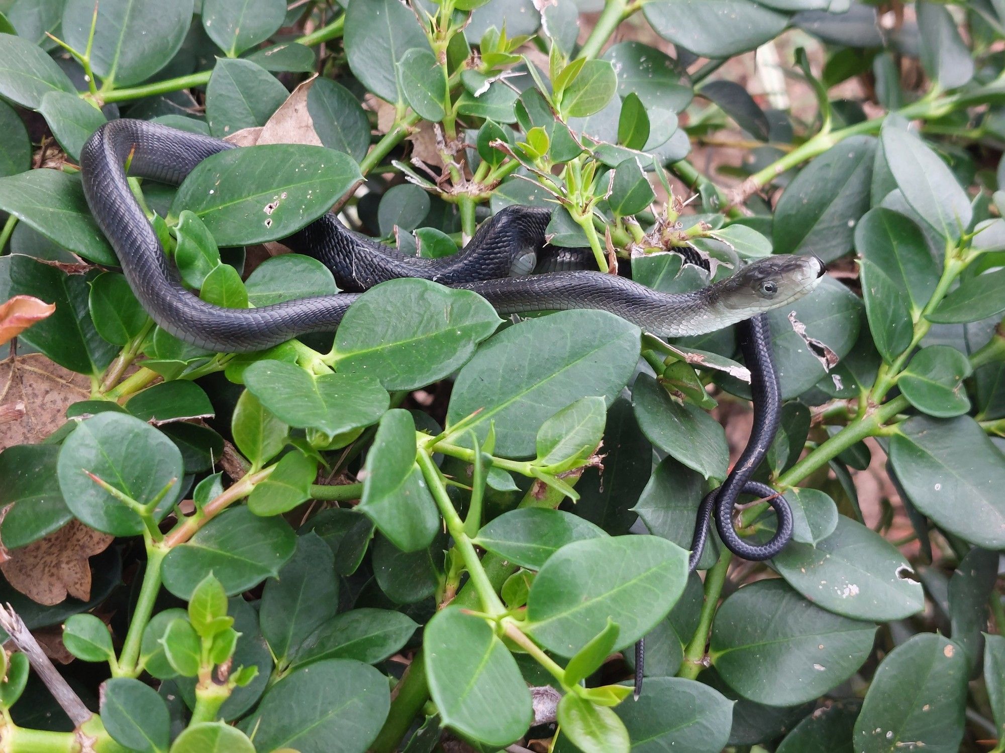 What to know about black mamba hatchlings — snake rescuer