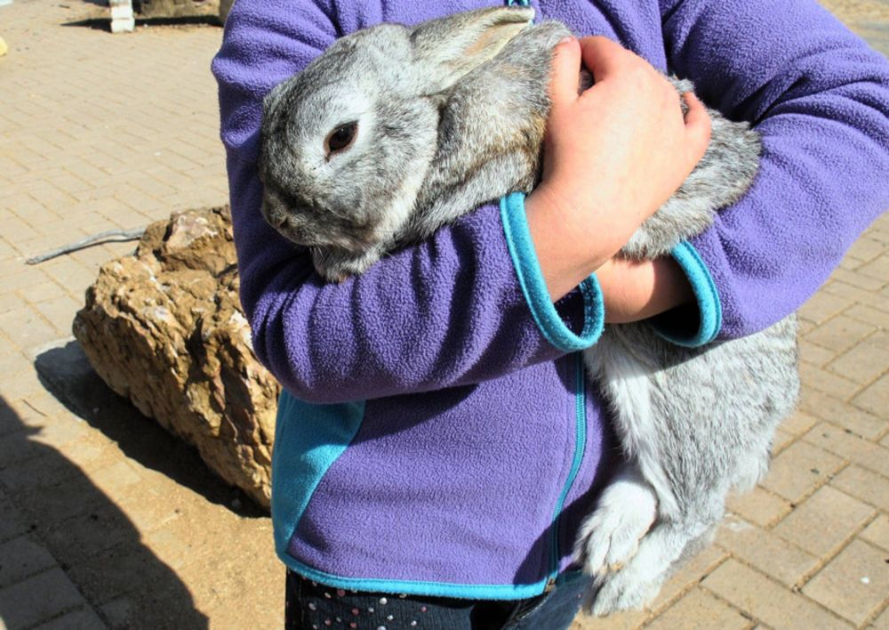 Outrage at rabbits euthanasia plan