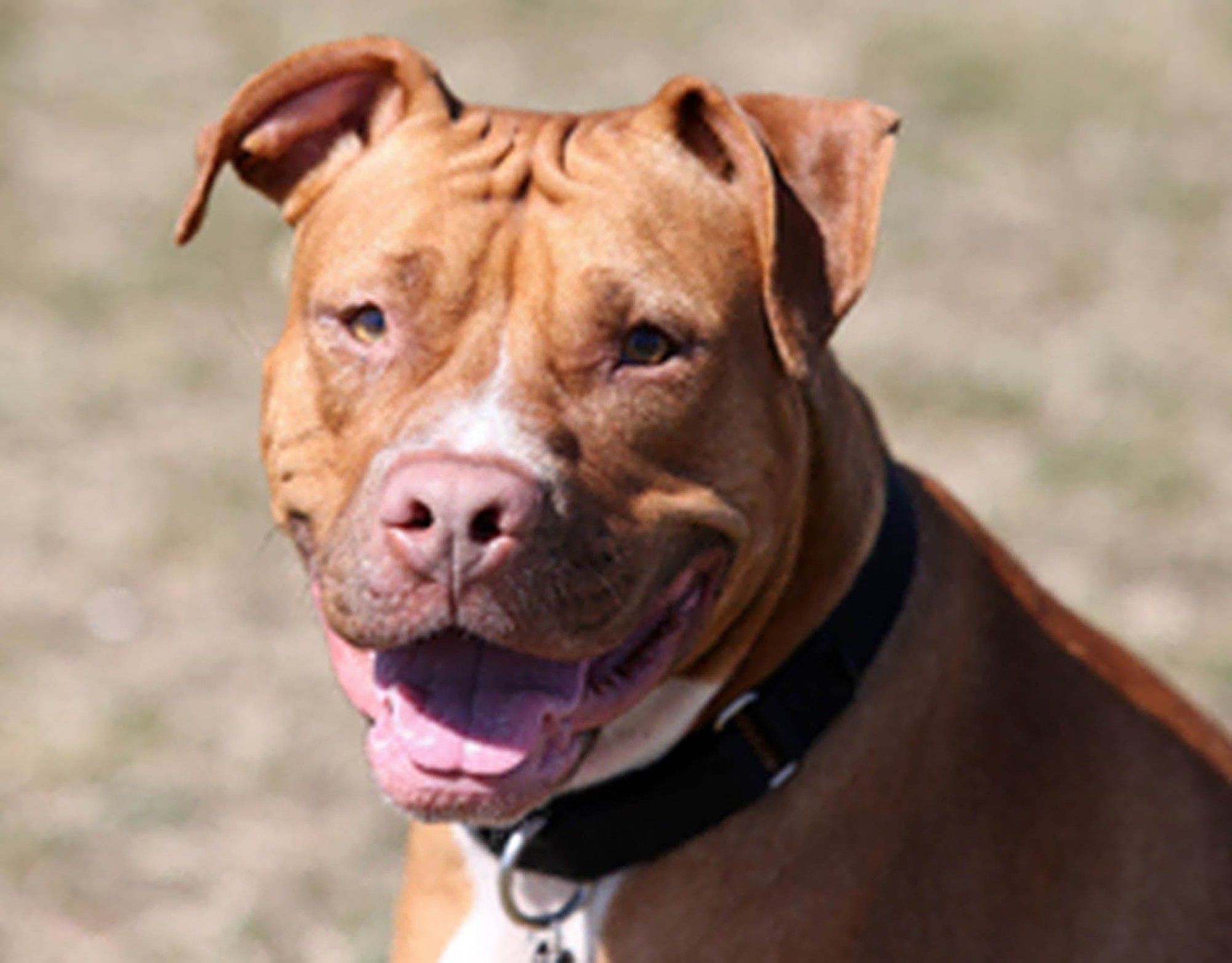 Cape Town community publicly kill and set alight 3 pit bulls who attacked a child