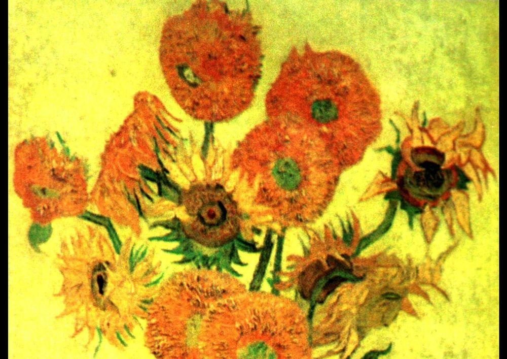 Sunflower’s beauty all in its genes