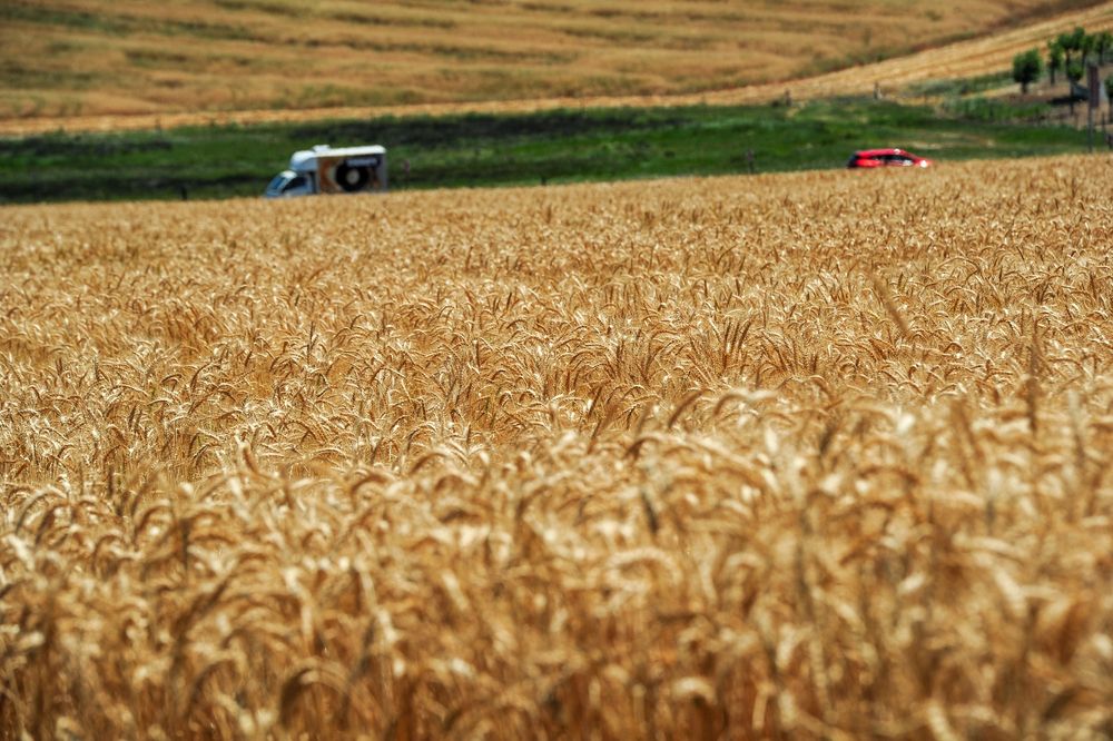 Agbiz says winter crop in reasonably good condition in some regions ...