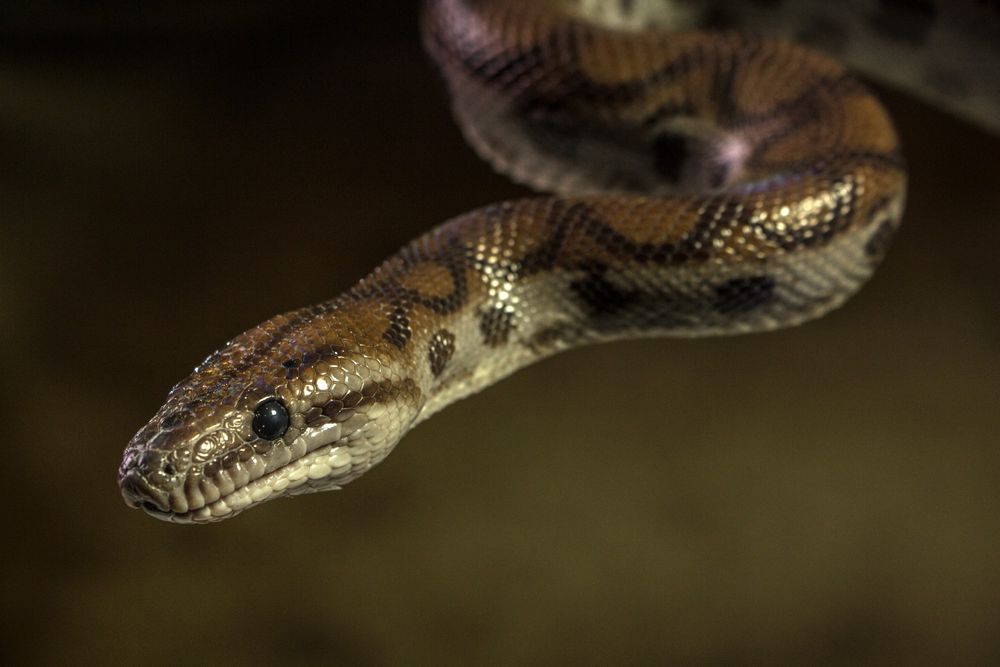 WATCH: Flight attendant finds snake’s head in in-flight meal