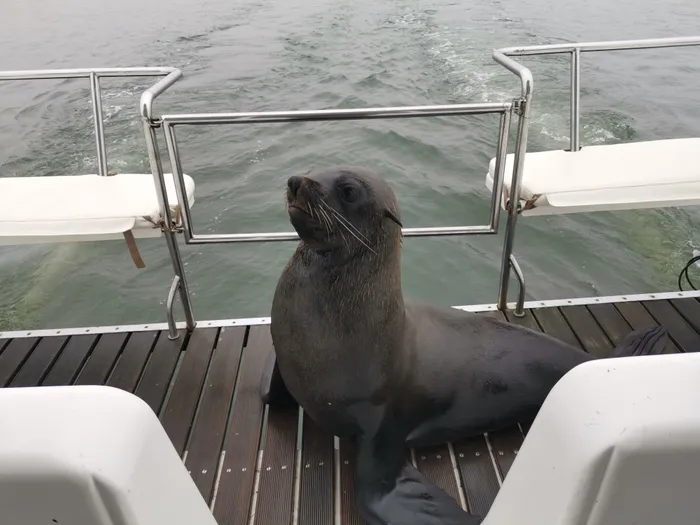 Our tops virtual tours picks: Step on board a luxury ship, walk on the ...