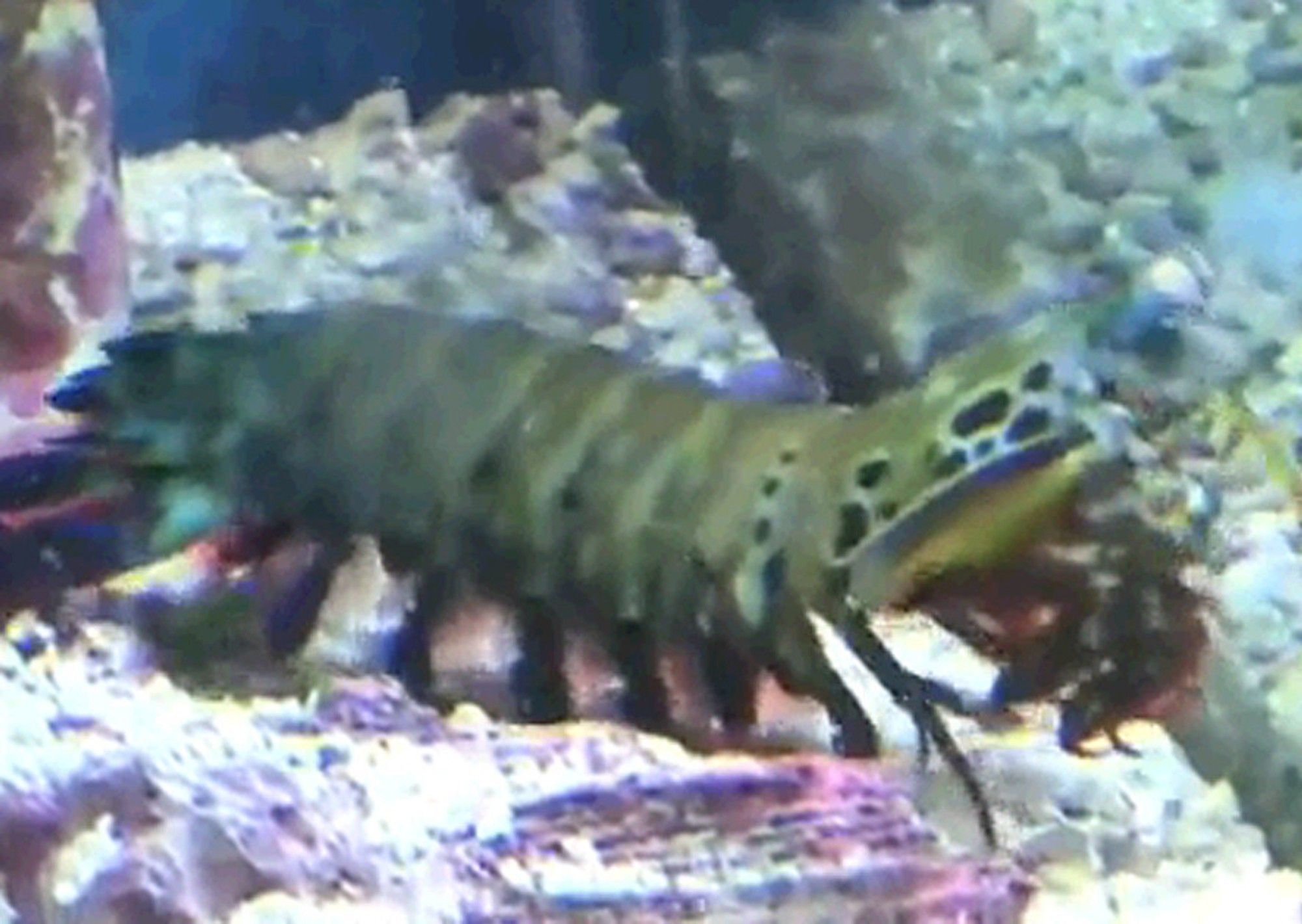 The shrimp claw that could win wars