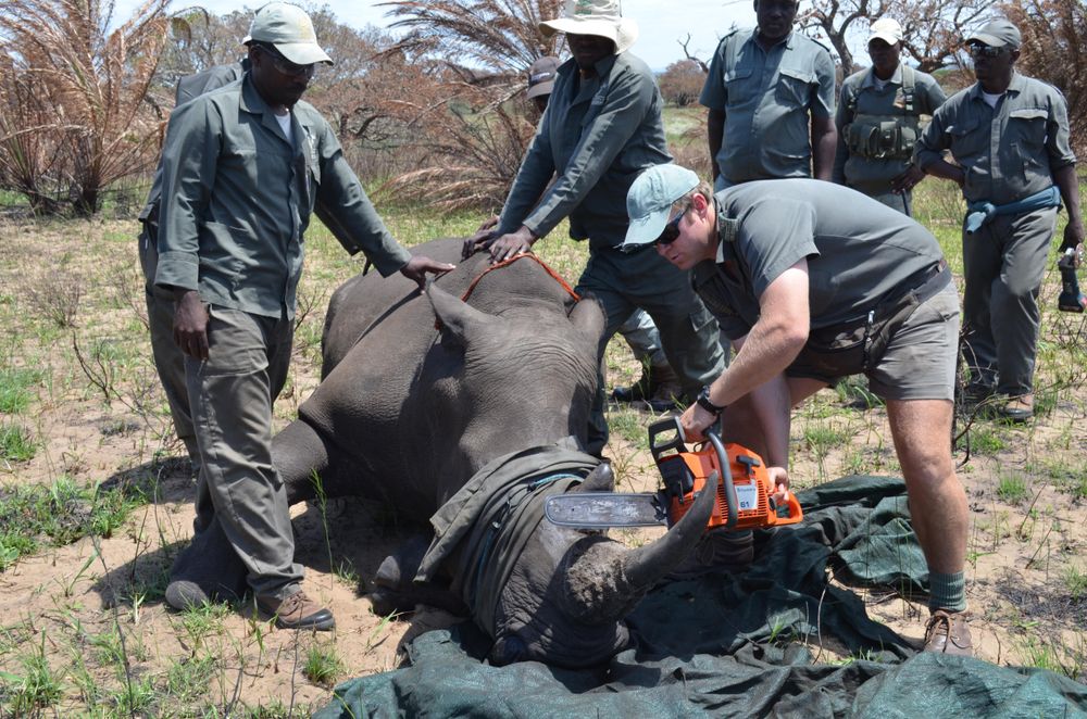 KZN leads the fight against rhino poaching with a remarkable 68% decline