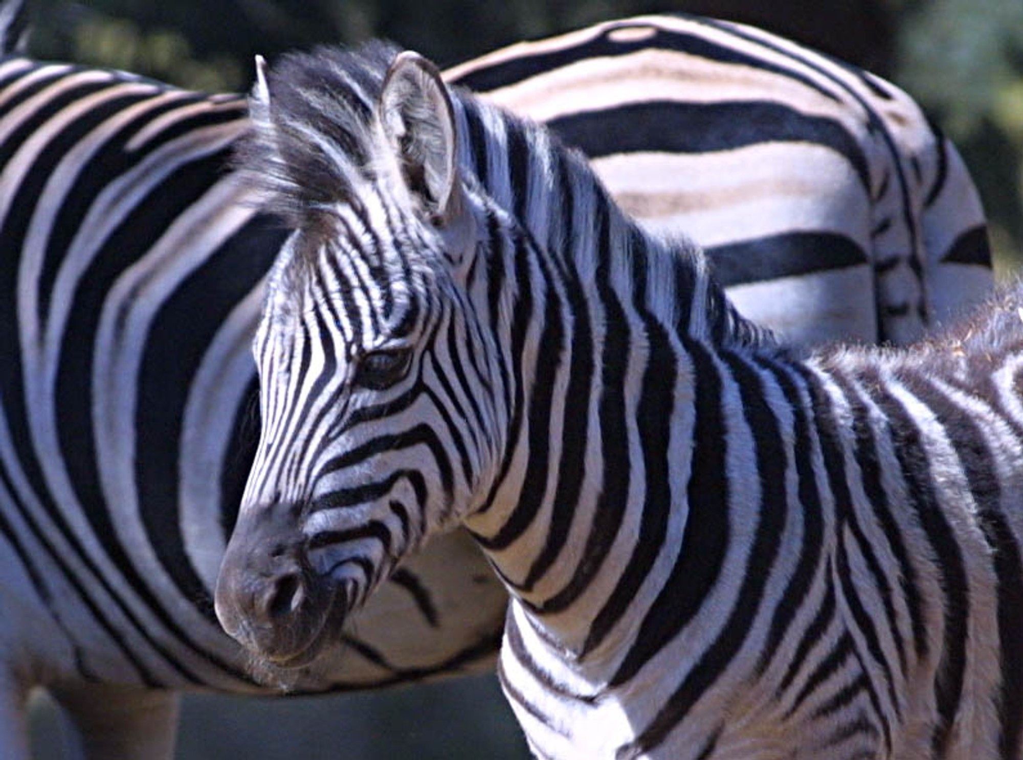 SA should consume zebra meat to ease food security – study