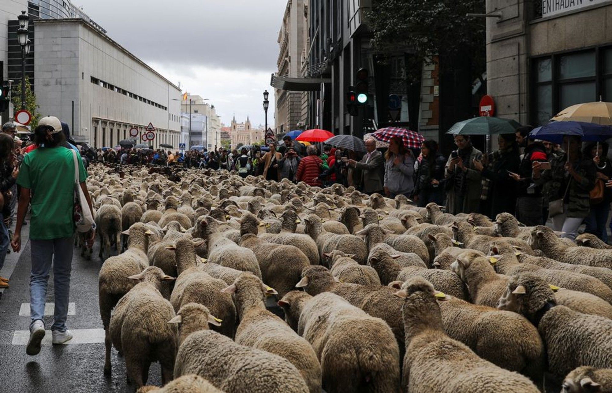 Sheep take over Madrid’s streets