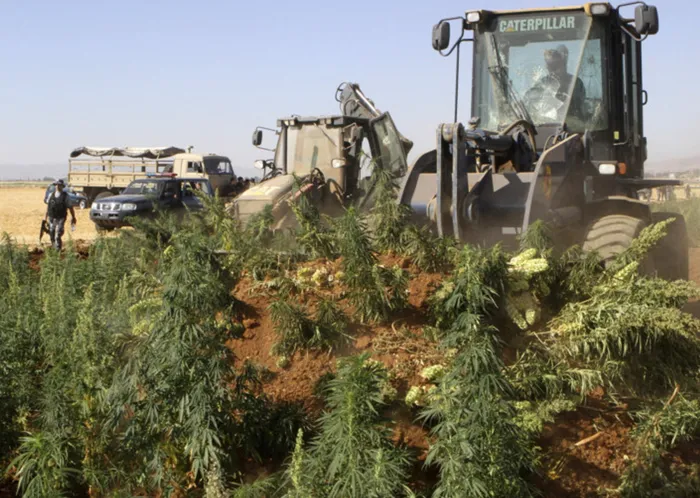 578 000 dagga plants uprooted in US