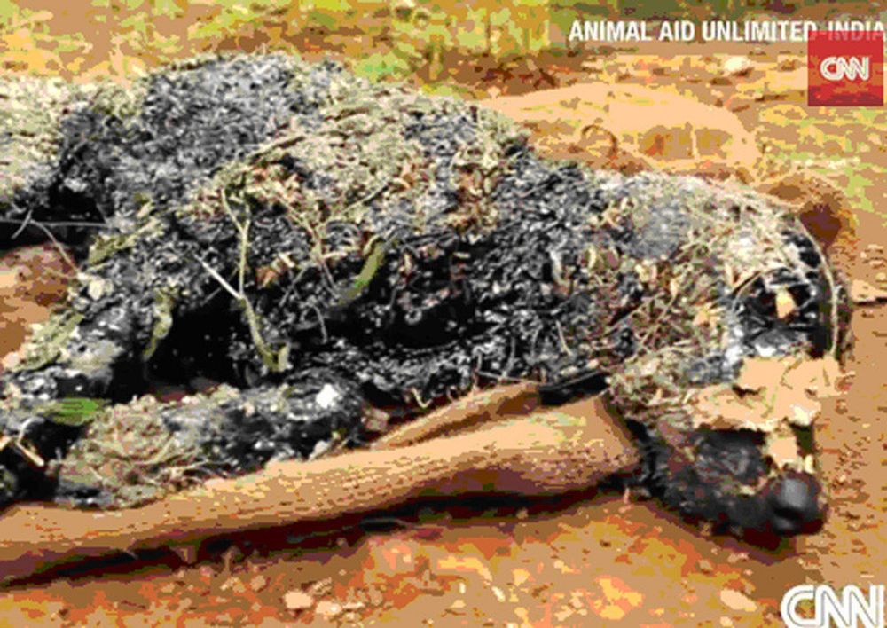 Video: Dog found covered in tar