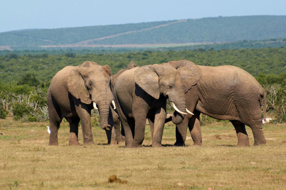 SA National Parks Week attracts over 105,000 visitors in 2025