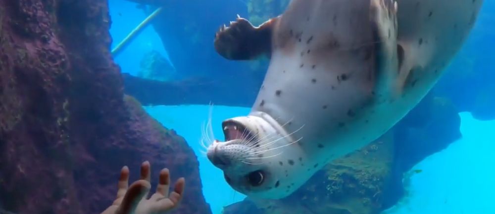 WATCH: Oregon Zoo's Seals Get Into 'Shape' With New Fitness Routine