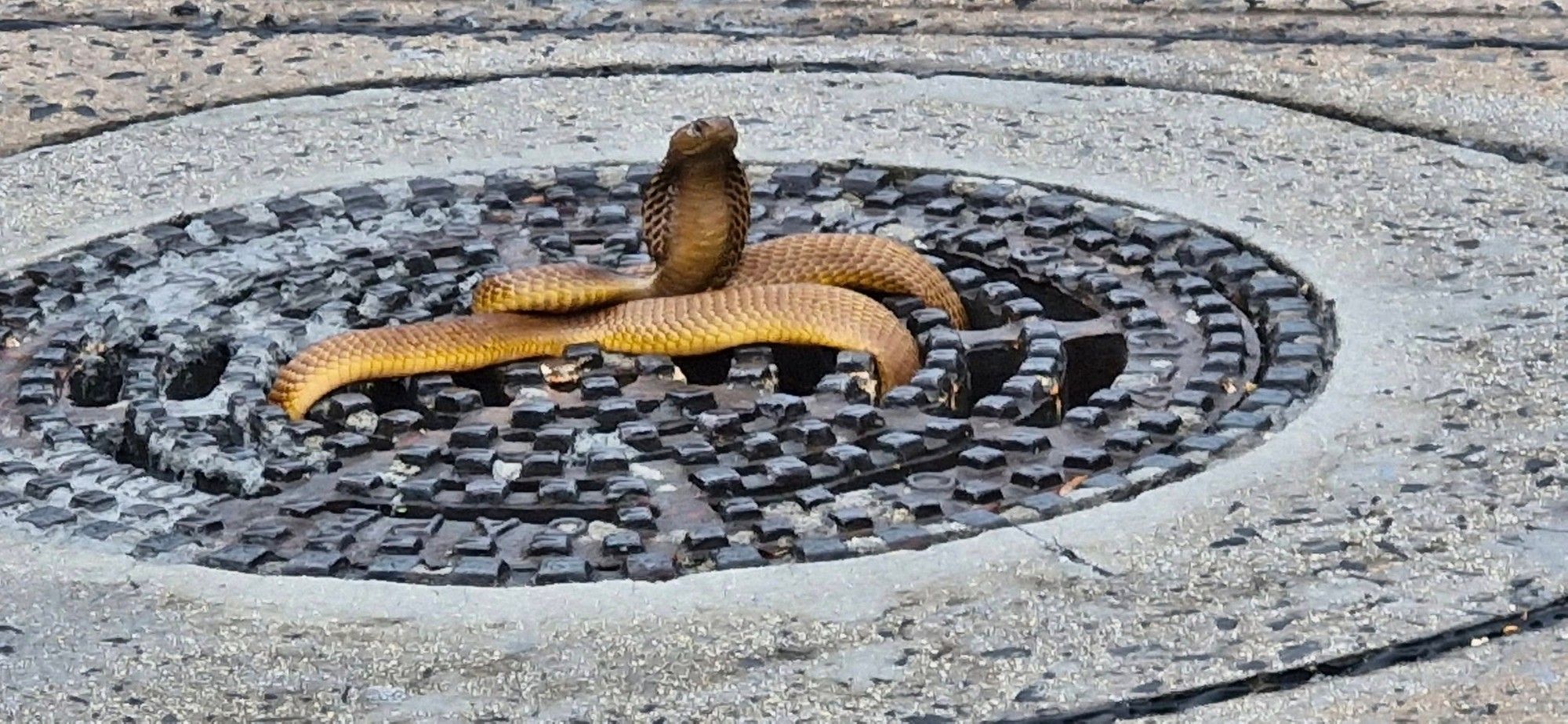 Cape Town’s cobra conundrum: Tyrone Ping offers reassurance amid the ...