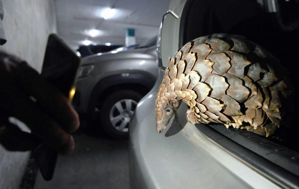 Wrong turn: Police officers arrested for trying to sell pangolin worth ...