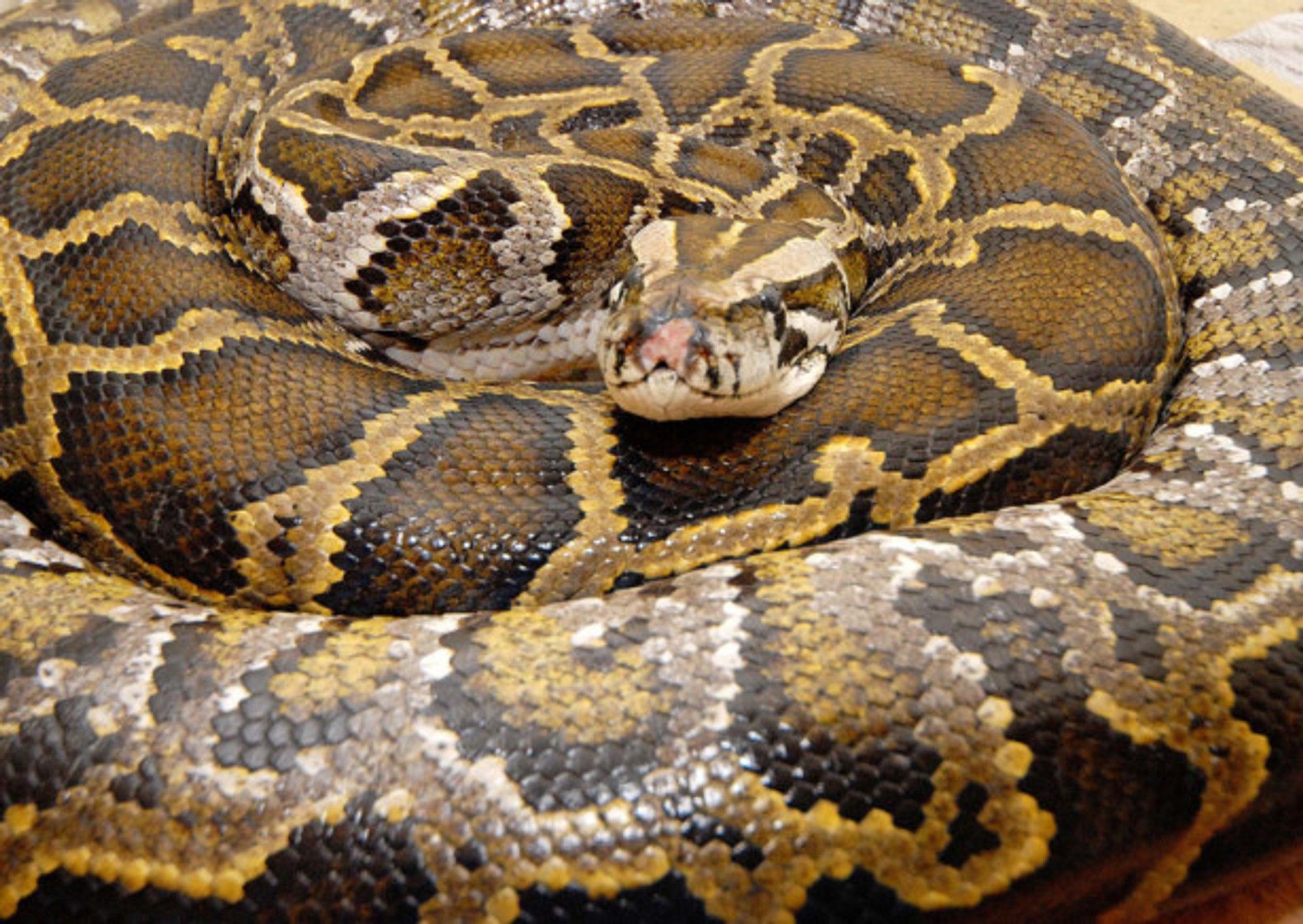 Pet store python kills two boys