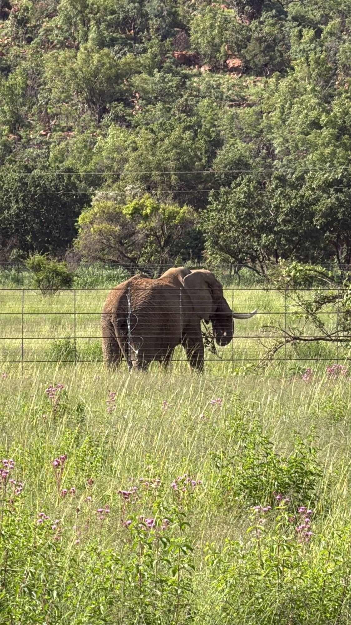 From Charlie to Duma: Former circus elephant thrives in new wildlife ...