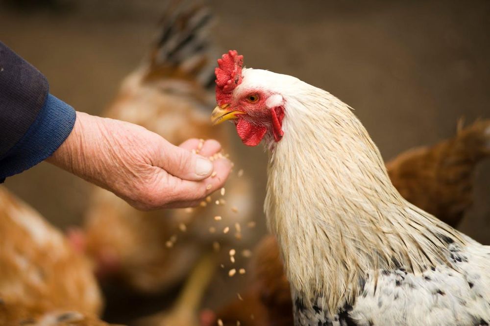 PIC sells down Astral stake after chicken ban ends