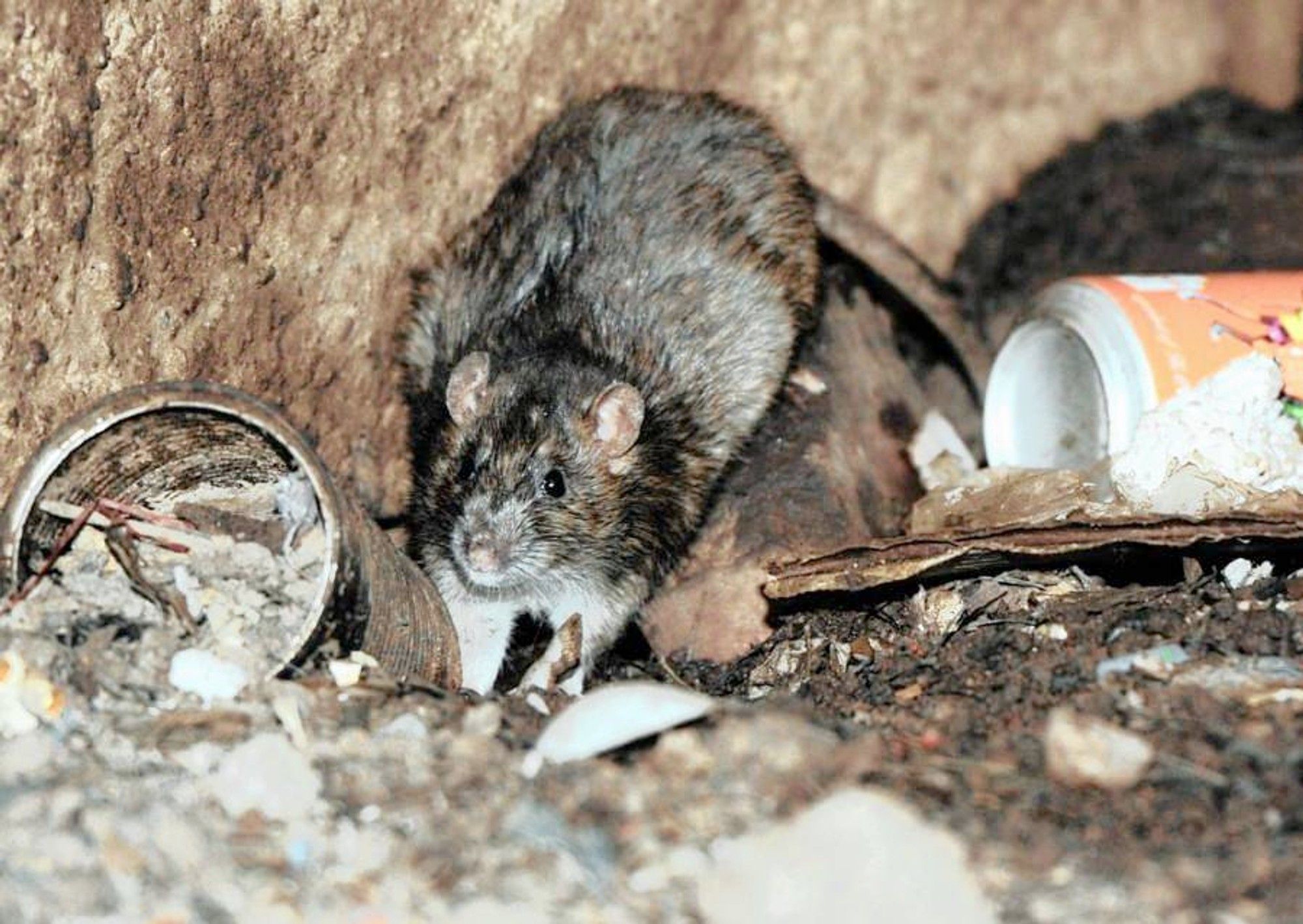 Growing concern over rodent infestation in Cape Town