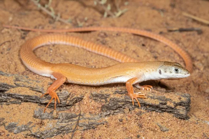 Rare, long-lost lizard rediscovered in Western Cape
