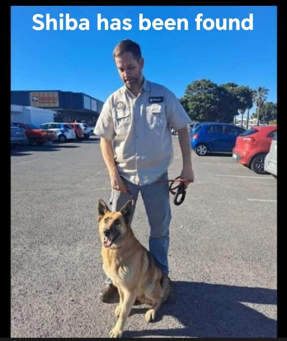 Working dog Shiba found after tip-off from Crossroads resident